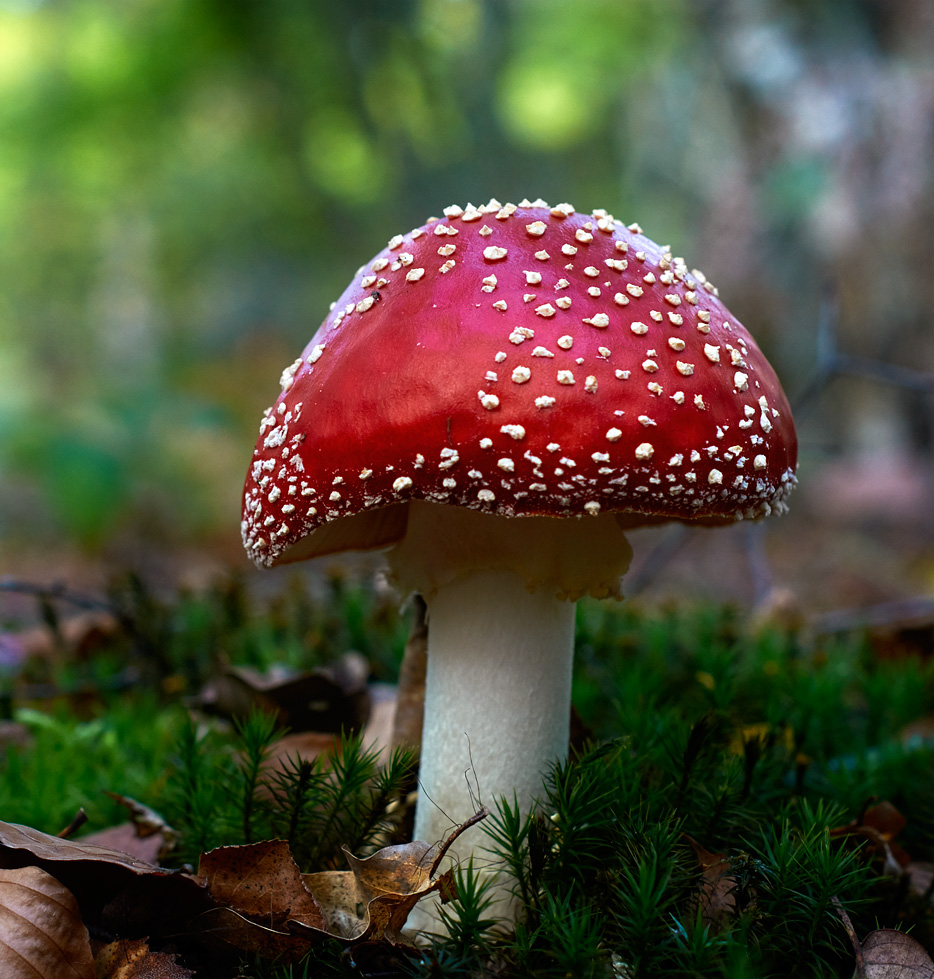 Zipanatura • Fruits sauvages • Galerie de photographie nature