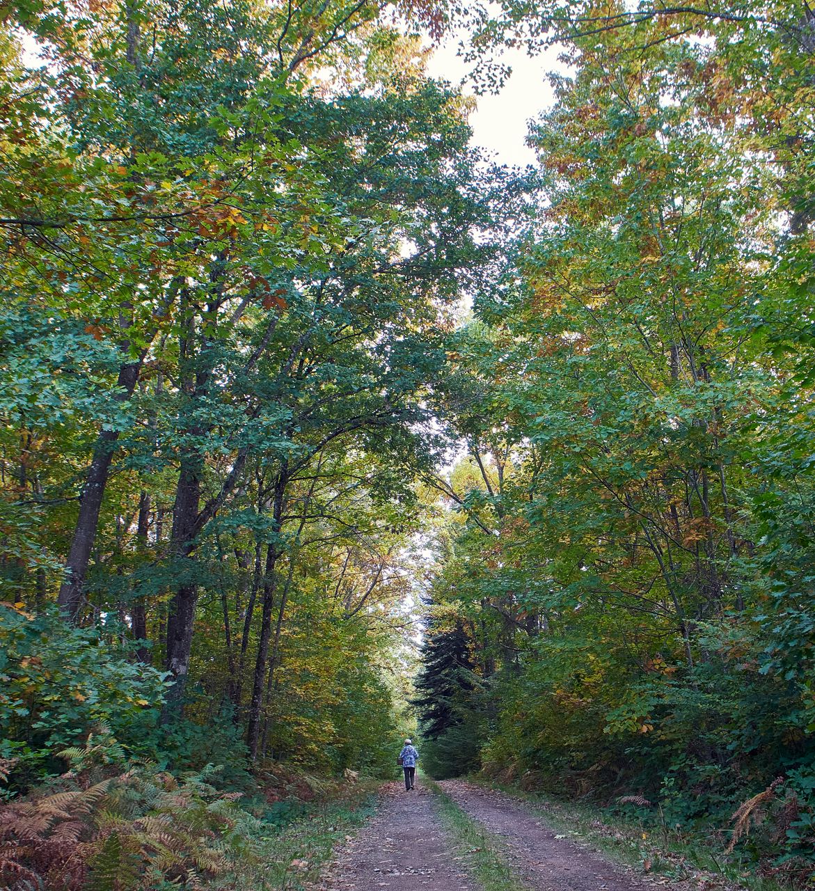 Dans le silence de la forêt • Zipanatura